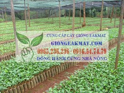 Hướng dẫn thiết kế vườn ươm ca cao đạt chuẩn